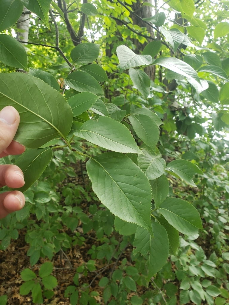 Syringa reticulata subsp. amurensis (Amur Lilac, Amur Tree Lilac ...