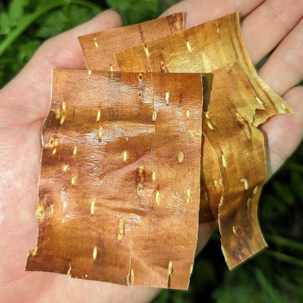 Syringa reticulata subsp. amurensis (Amur Lilac, Amur Tree Lilac ...