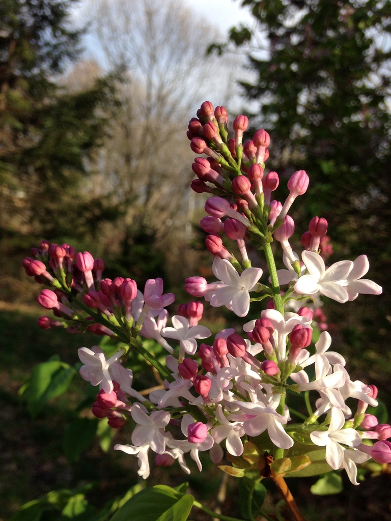 Syringa x hyacinthiflora (Early Flowering Lilac, Early Hybrid Lilac ...
