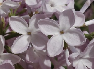 Syringa x hyacinthiflora (Early Flowering Lilac, Early Hybrid Lilac ...
