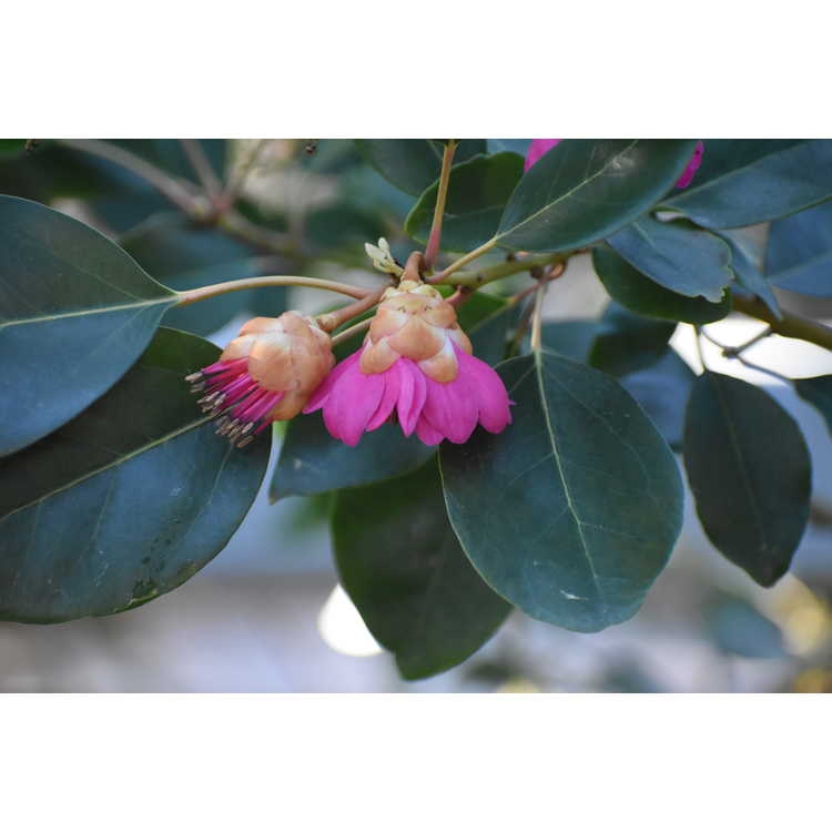 Rhodoleia henryi (Evergreen Rose Hazel) | North Carolina Extension ...