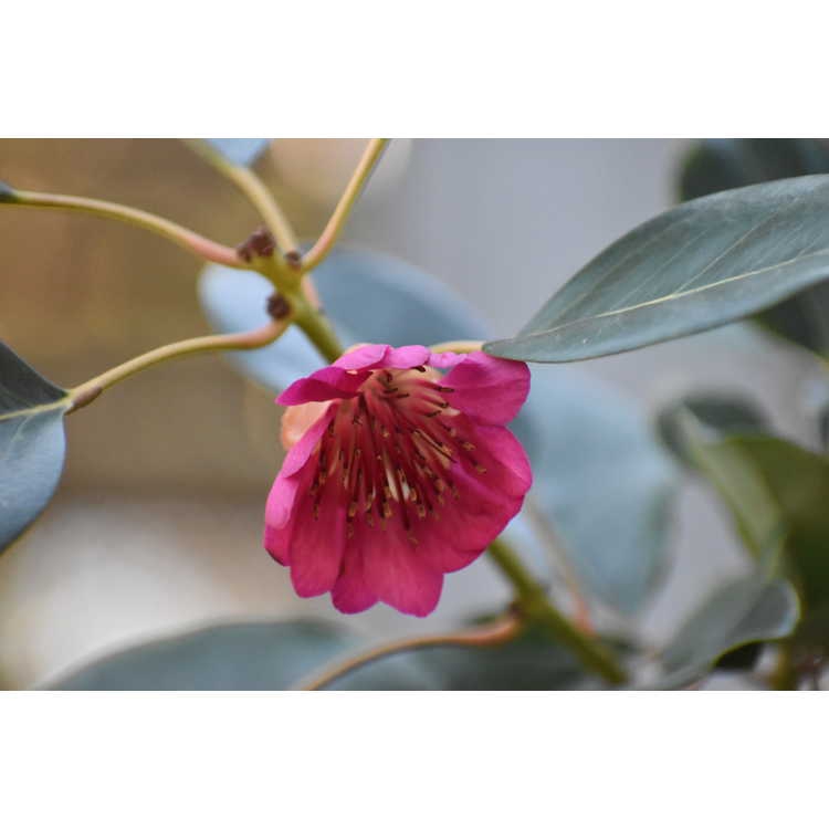 Rhodoleia henryi (Evergreen Rose Hazel) | North Carolina Extension ...