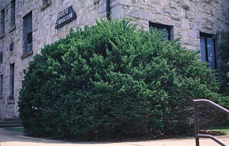 Taxus spp. (Yew) | North Carolina Extension Gardener Plant Toolbox