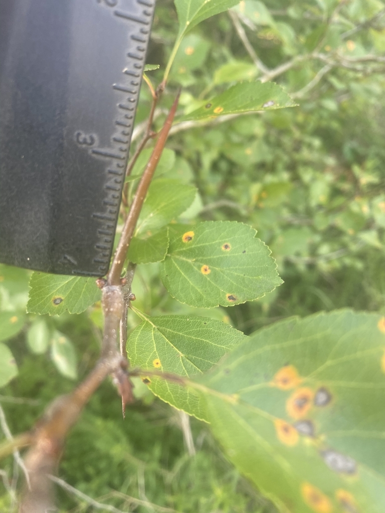 Crataegus viridis (Green Hawthorn, Southern Hawthorn, Washington ...