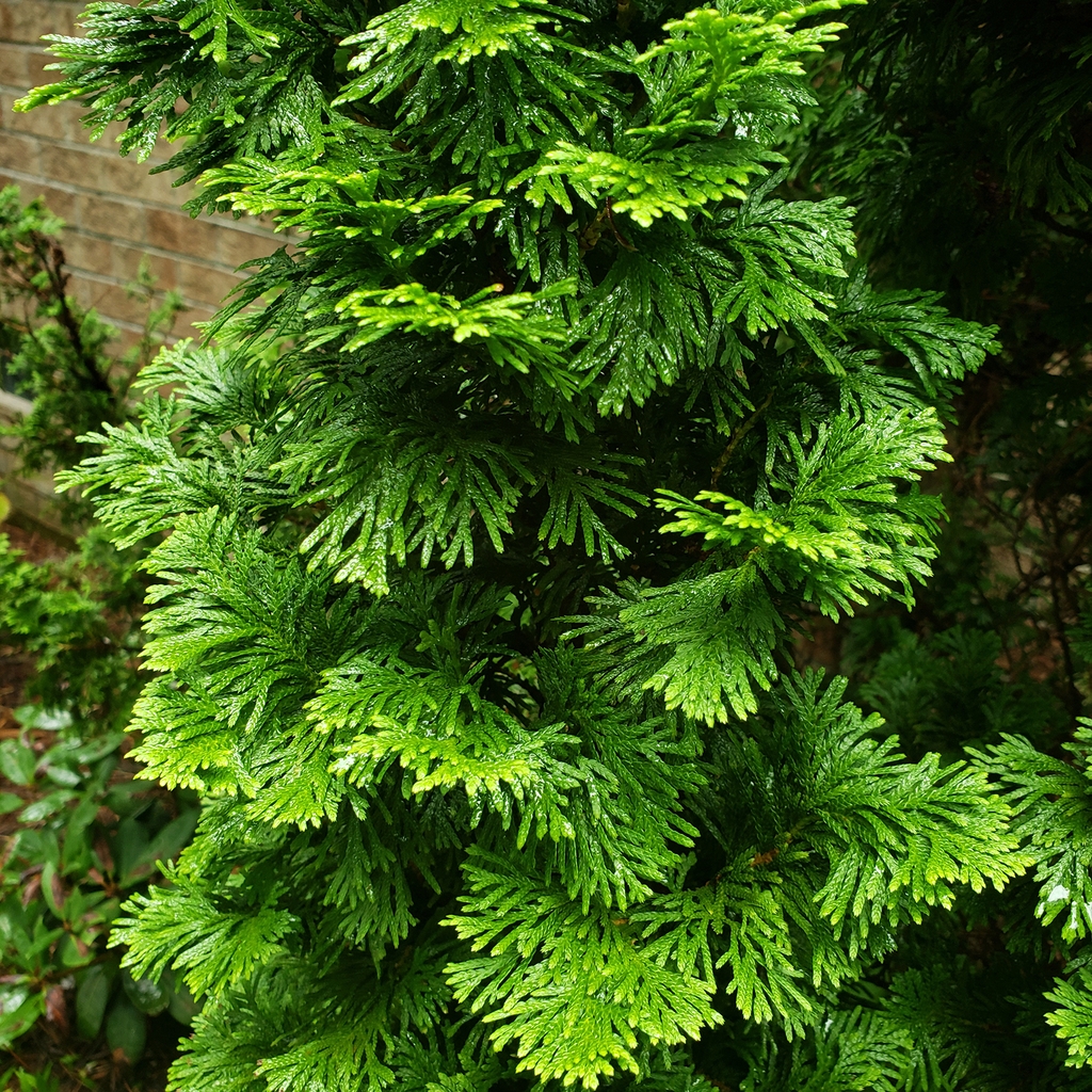 Thuja occidentalis 'Degroot's Spire' ('DeGroot's Emerald Spire ...