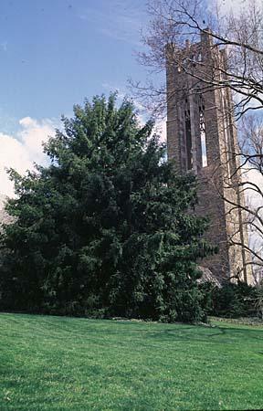 Torreya (Stinking Cedar, Torreya) | North Carolina Extension Gardener ...