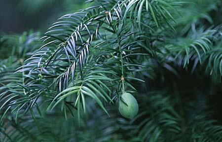 Torreya (Stinking Cedar, Torreya) | North Carolina Extension Gardener ...