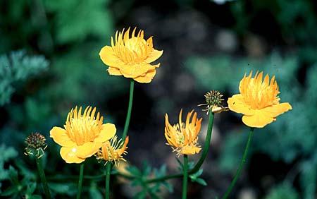 Trollius x cultorum (Globeflower) | North Carolina Extension Gardener ...