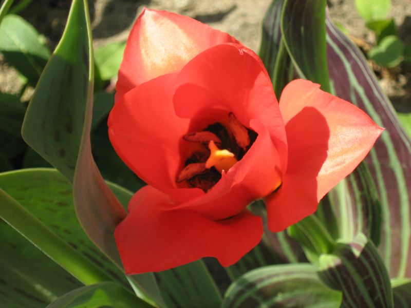 Tulipa greigii | North Carolina Extension Gardener Plant Toolbox