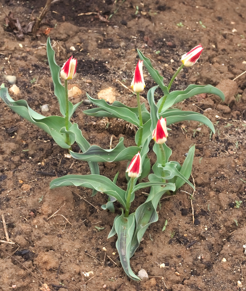 Tulipa greigii | North Carolina Extension Gardener Plant Toolbox