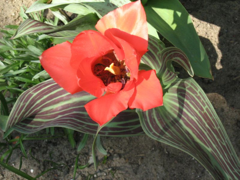 Tulipa greigii | North Carolina Extension Gardener Plant Toolbox
