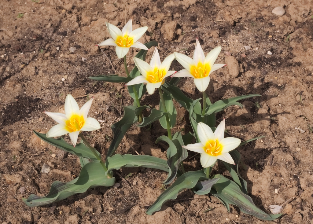 Tulipa greigii | North Carolina Extension Gardener Plant Toolbox