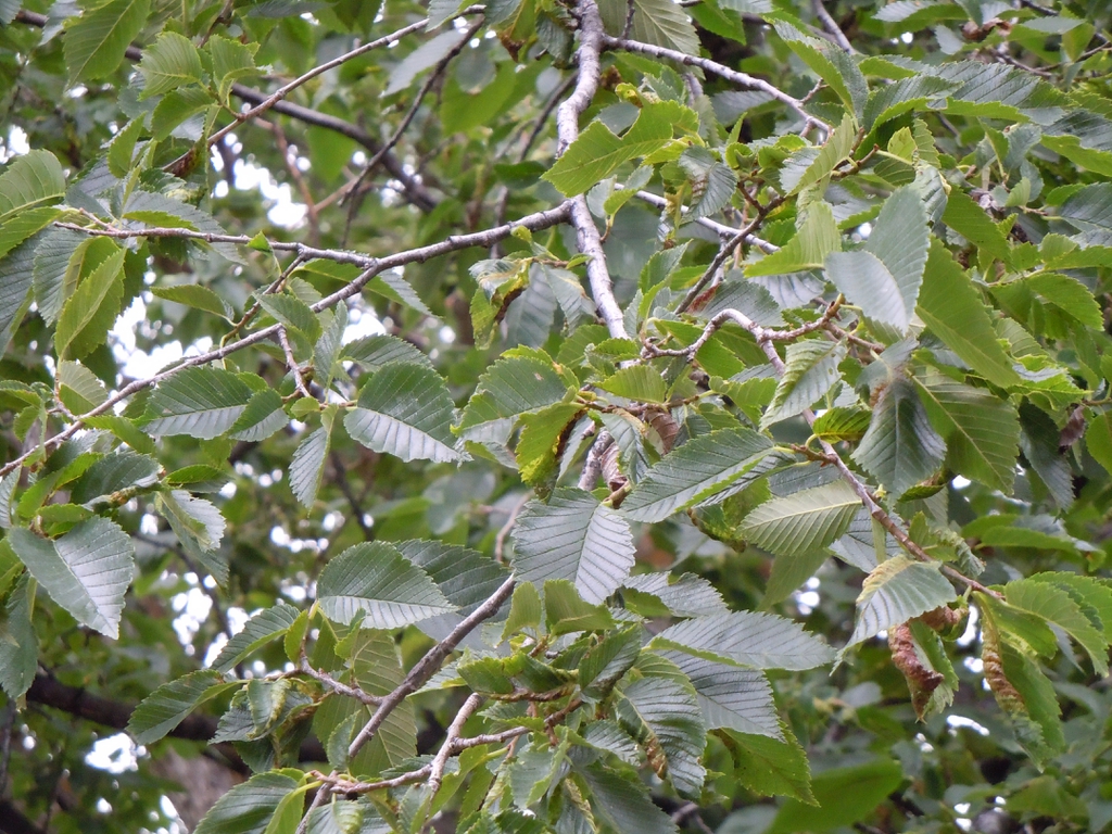 Ulmus (Elm) | North Carolina Extension Gardener Plant Toolbox