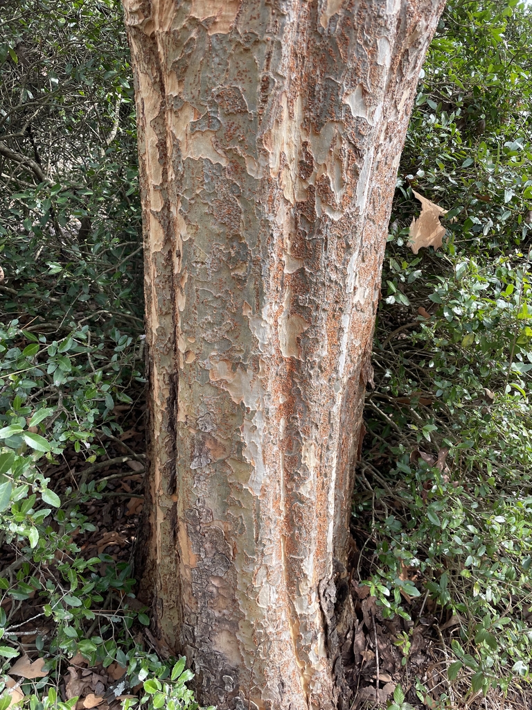 Ulmus parvifolia 'Emer 11' (Chinese Elm, Lacebark Elm) | North Carolina ...