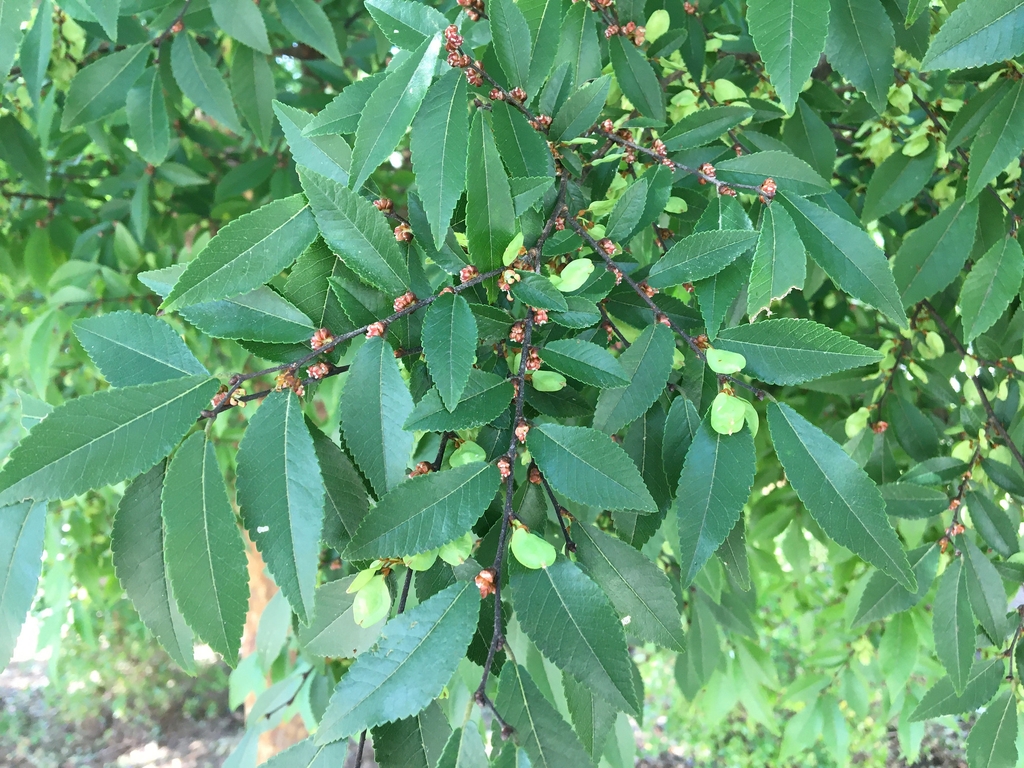 Ulmus parvifolia 'Emer 11' (Chinese Elm, Lacebark Elm) | North Carolina ...
