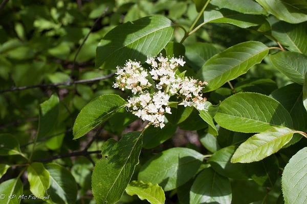 Viburnum cassinoides (Blue Haw, Northern Wild Raisin, Withe-rod ...