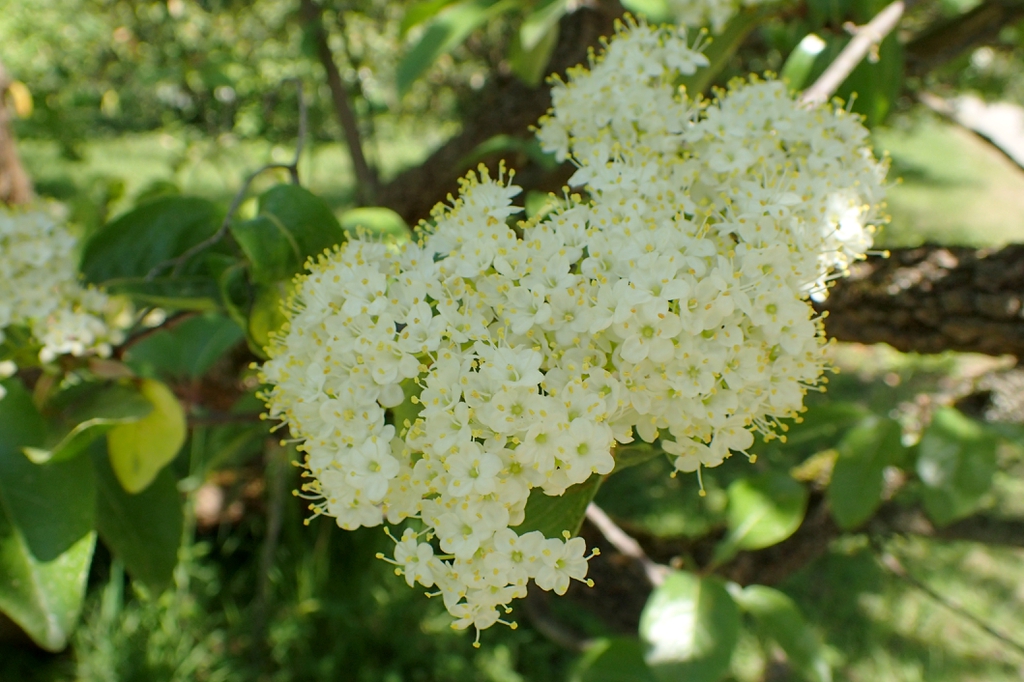 Viburnum rufidulum (Rusty Blackhaw, Rusty Black Haw, Rusty Blackhaw ...