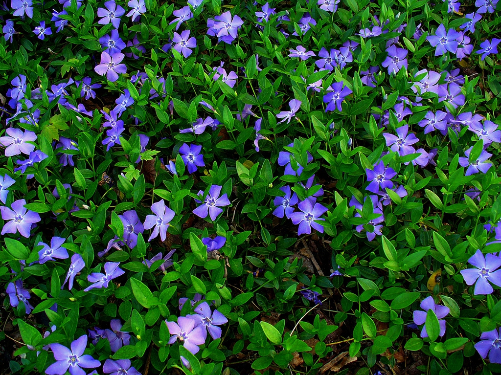 Vinca Minor Bowles Periwinkle Common Periwinkle Dwarf Periwinkle Vinca Minor Bowles Periwinkle Common Periwinkle Dwarf Periwinkle