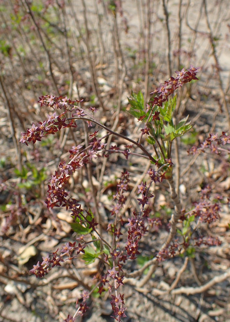Xanthorhiza simplicissima (Yellowroot) | North Carolina Extension ...