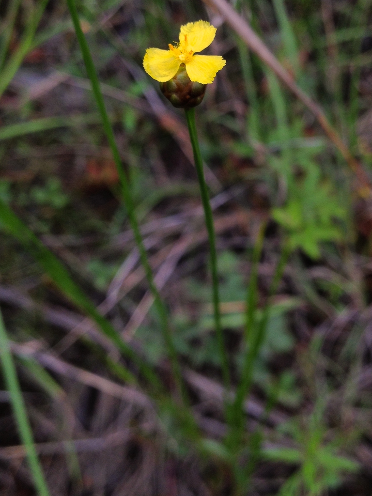 Xyris torta (Slender Yelloweyed Grass, Yellow-eyed Grass) | North ...