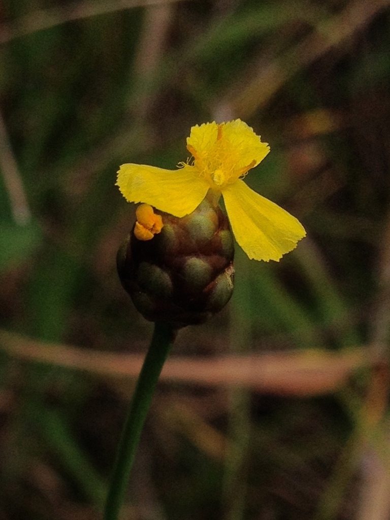 Xyris torta (Slender Yelloweyed Grass, Yellow-eyed Grass) | North ...