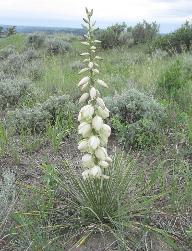 Yucca glauca (Small Soapweed, Spanish Bayonet) | North Carolina ...