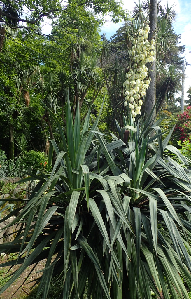 Yucca gloriosa (Mound Lily Yucca, Spanish Dagger Yucca) | North ...