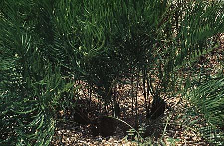 Zamia integrifolia (Coontie, Florida Arrowroot) | North Carolina ...