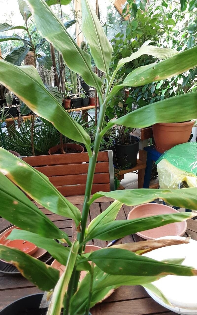 Zingiber mioga (Japanese Ginger, Myoga Ginger) | North Carolina ...