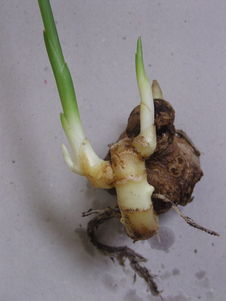 Zingiber (Ginger Root) | North Carolina Extension Gardener Plant Toolbox