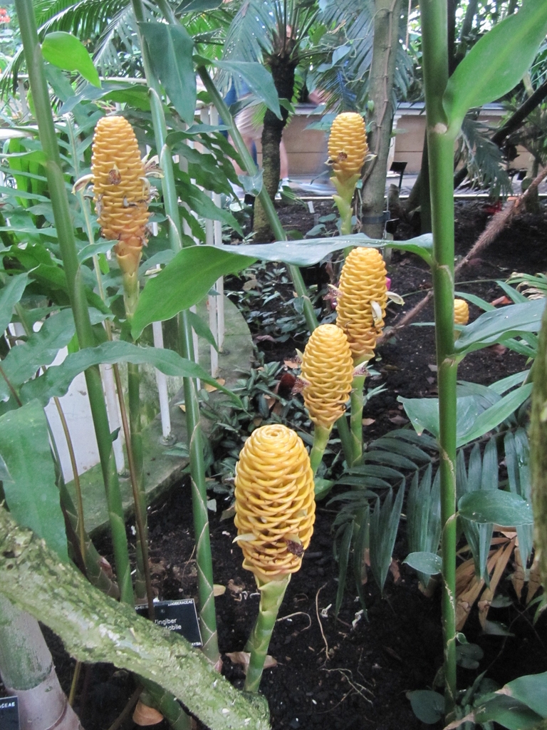 Zingiber (Ginger Root) | North Carolina Extension Gardener Plant Toolbox