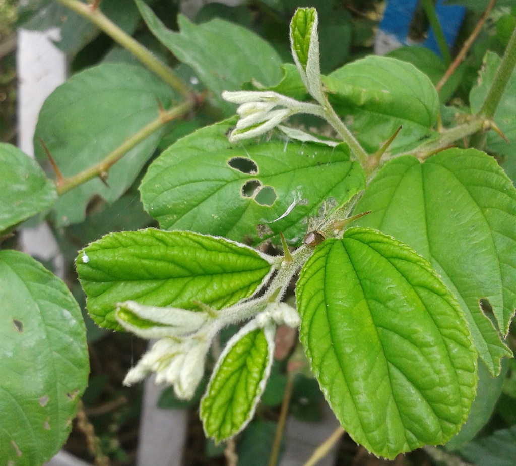 Ziziphus jujuba (Chinese Date, Common Jujuba) | North Carolina ...