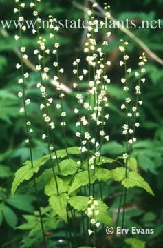 Mitella diphylla (Bishops Cap, Miterwort, Two-leaf Miterwort) | North ...