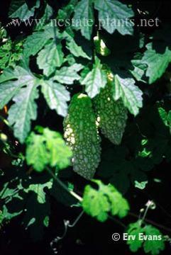 Momordica balsamina (Balsam Apple, Bitter Melon, Southern Balsamina ...