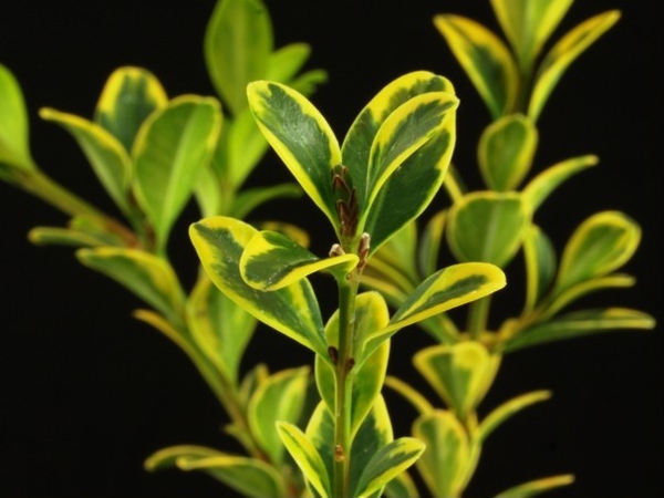 Buxus microphylla var. japonica 'Borderline' (Japanese Boxwood ...