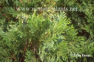 Calocedrus decurrens (California Incense Cedar, Incense Ceder) | North ...