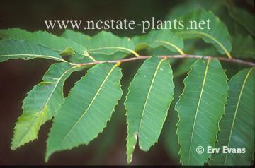 Castanea dentata (American Chestnut) | North Carolina Extension ...
