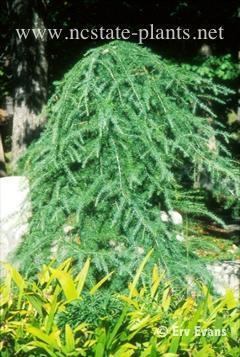 Cedrus deodara 'Pendula' (Weeping Himalayan Cedar) | North Carolina ...