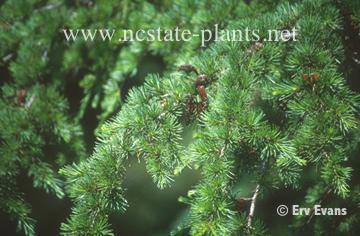 Cedrus libani (Cedar of Lebanon) | North Carolina Extension Gardener ...