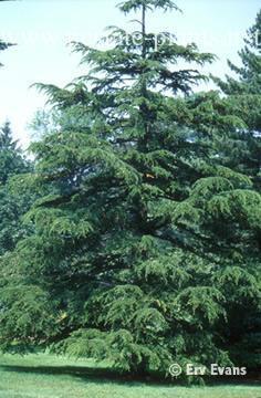 Cedrus libani (Cedar of Lebanon) | North Carolina Extension Gardener ...
