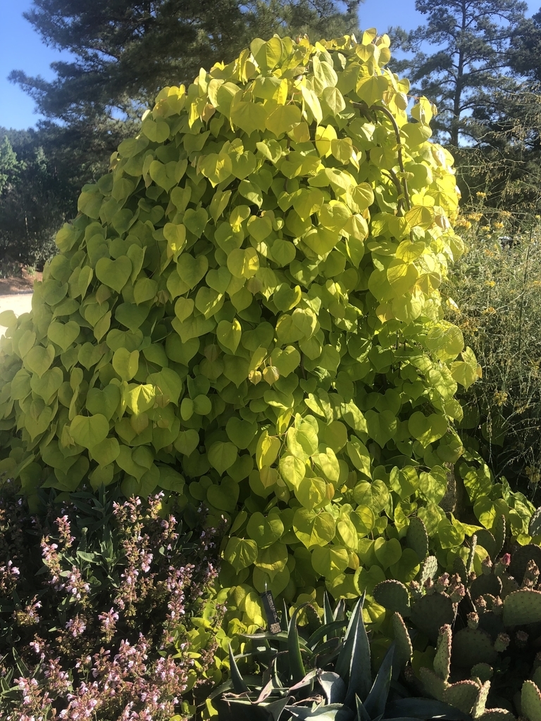 Cercis canadensis Golden Falls® 'NC2015-12' (Golden Falls redbud) | North Carolina Extension ...