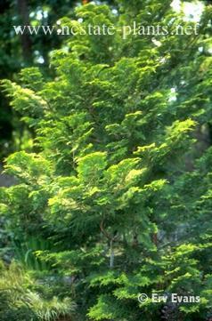 Chamaecyparis obtusa 'Crippsii' (Golden Hinoke Cypress) | North ...