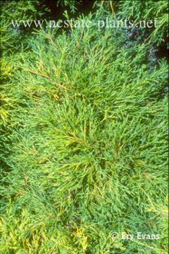 Chamaecyparis pisifera 'Filifera Aurea' (Golden Threadleaf ...