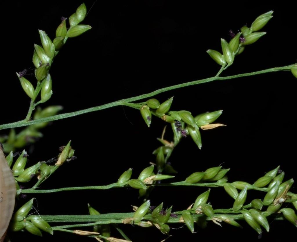 Coleataenia anceps (Beaked Panicgrass, Beaked Panic Grass, Beaked ...