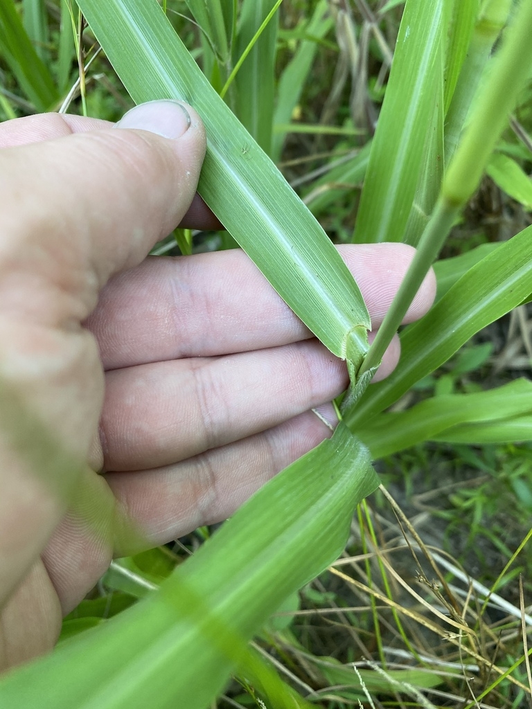 Coleataenia anceps (Beaked Panicgrass, Beaked Panic Grass, Beaked ...