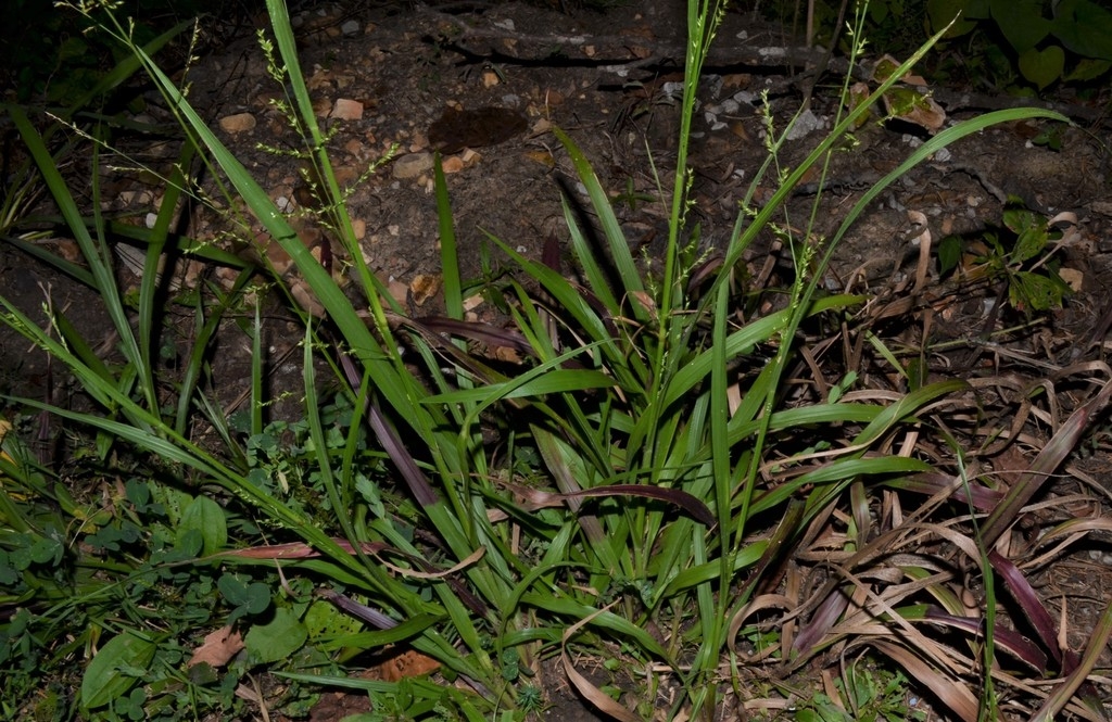 Coleataenia anceps (Beaked Panicgrass, Beaked Panic Grass, Beaked ...
