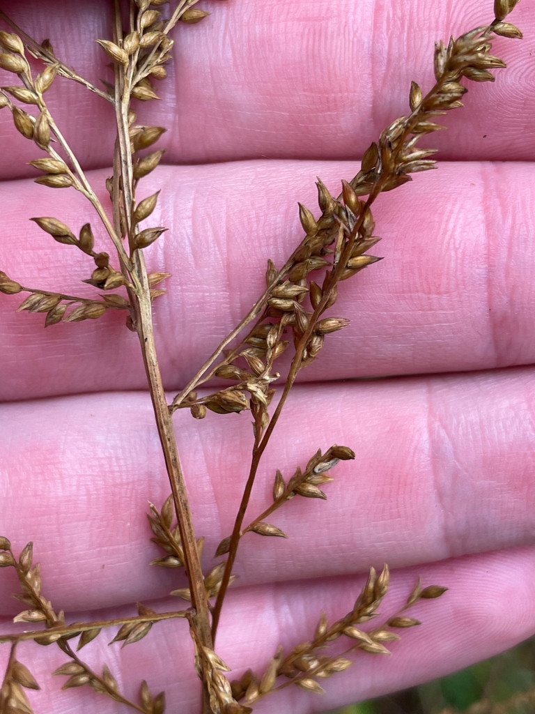 Coleataenia anceps (Beaked Panicgrass, Beaked Panic Grass, Beaked ...