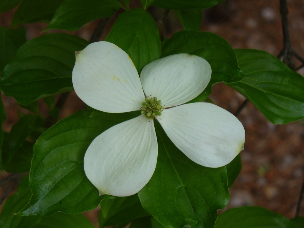 Cornus x rutgersensis (Hybrid Flowering Dogwood, Rutgers’ Dogwood ...