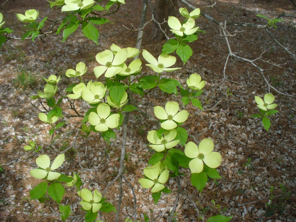 Cornus x rutgersensis (Hybrid Flowering Dogwood, Rutgers’ Dogwood ...