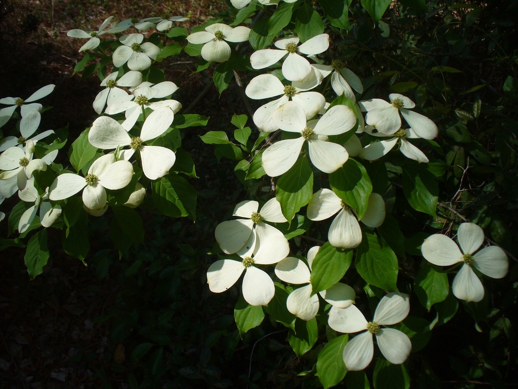 Cornus x rutgersensis (Hybrid Flowering Dogwood, Rutgers’ Dogwood ...